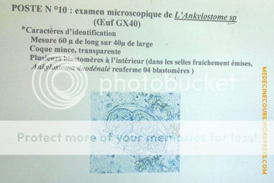ankylostome sp [EXAMEN MICROSCOPIQUE] | Cours De Medecine