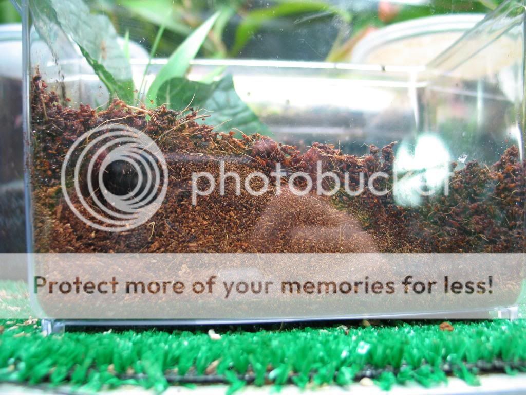 Mini critter keeper sling (viewable hide) setup | TerraForums Venus ...