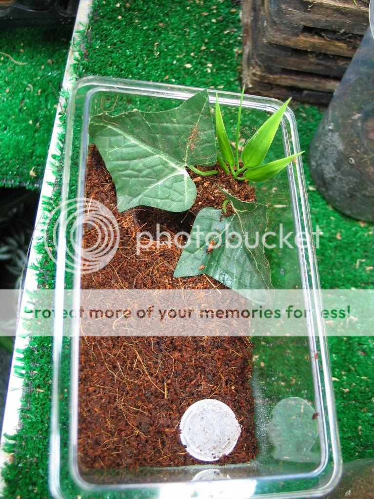 Mini critter keeper sling (viewable hide) setup | TerraForums Venus ...